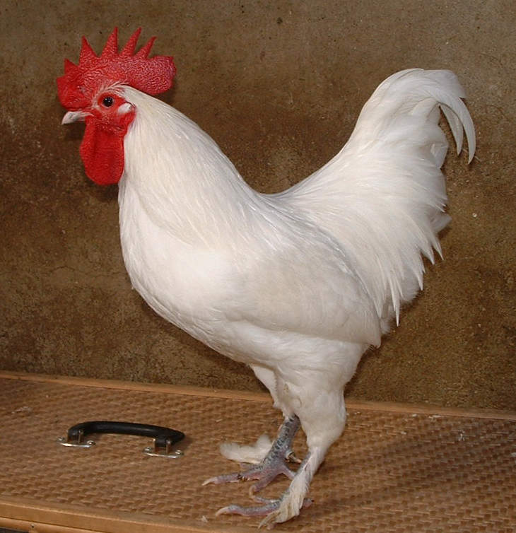 Croad Langshan For Sale | Chickens | Breed Information | Omlet