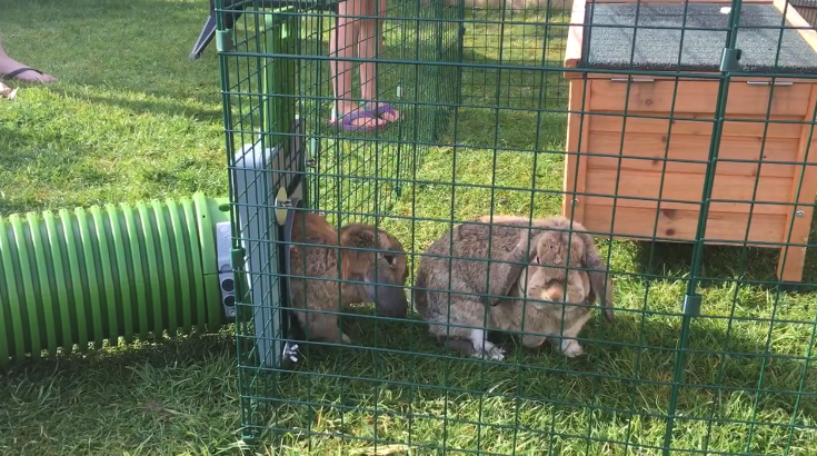 Zippi Rabbit Tunnel System | Omlet | Rabbit Hutches, Rabbit Tunnel ...
