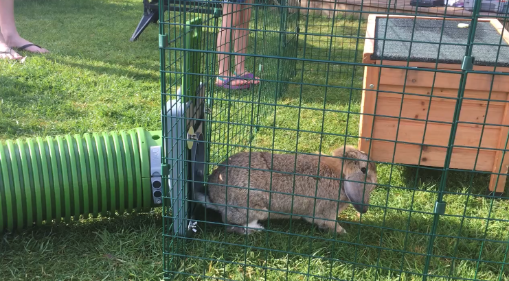 Zippi Rabbit Runs and Playpens | Omlet | Rabbit Hutches, Rabbit Tunnel ...