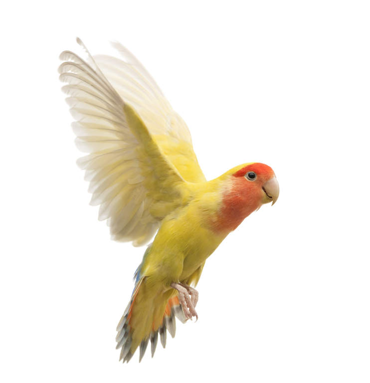 Rosy Faced Lovebird | Parrots | Breed Information | Omlet