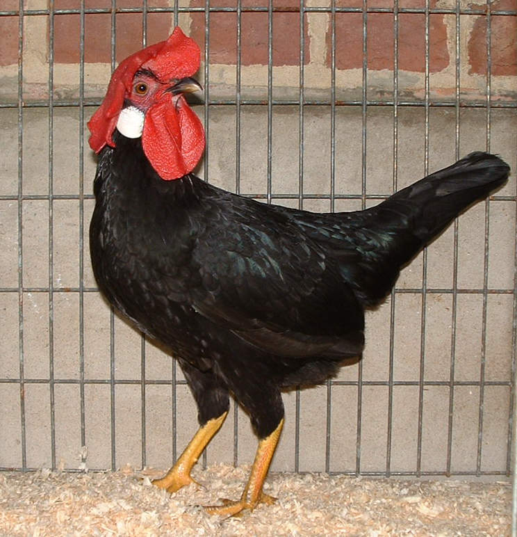 Leghorn For Sale | Chickens | Breed Information | Omlet