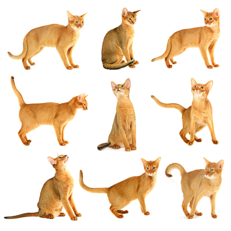 Abyssinian Cats | Cat Breeds