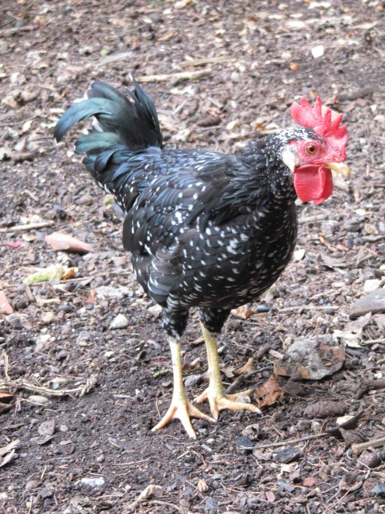 Ancona For Sale | Chickens | Breed Information | Omlet