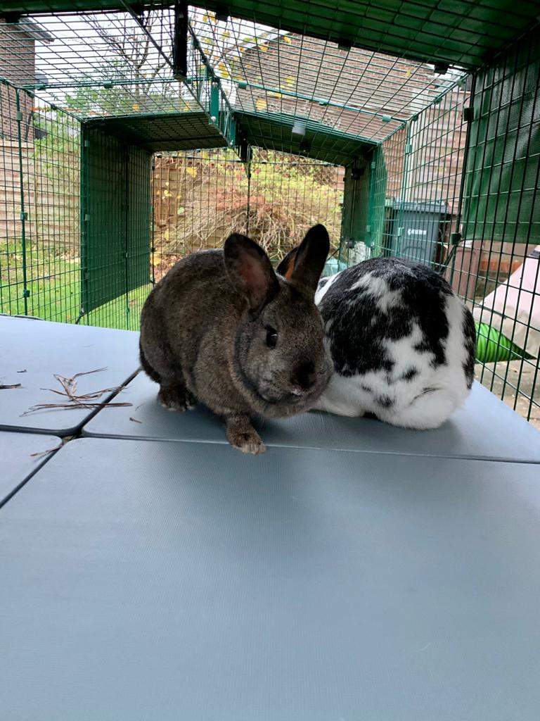 Zippi Rabbit Platforms for Zippi Runs | Omlet | Rabbit Hutches, Rabbit ...