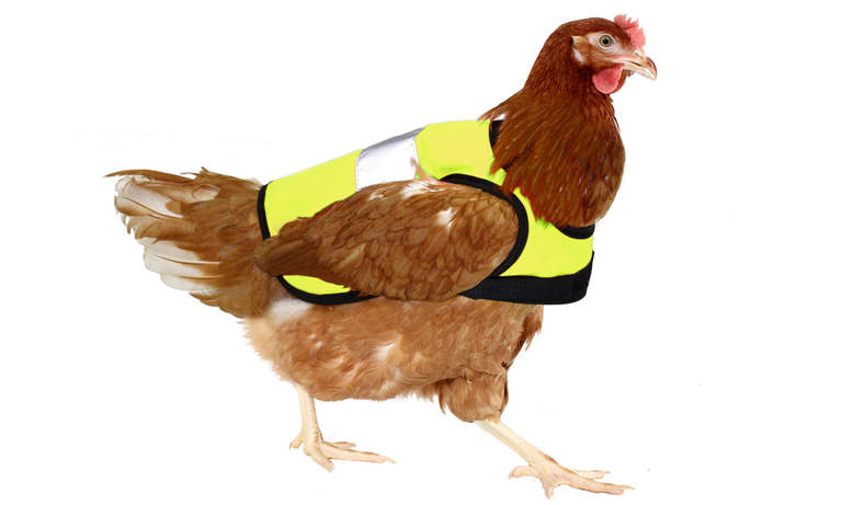 High-Vis Chicken Jacket | Chicken Coops and Pet Chicken Accessories | Omlet