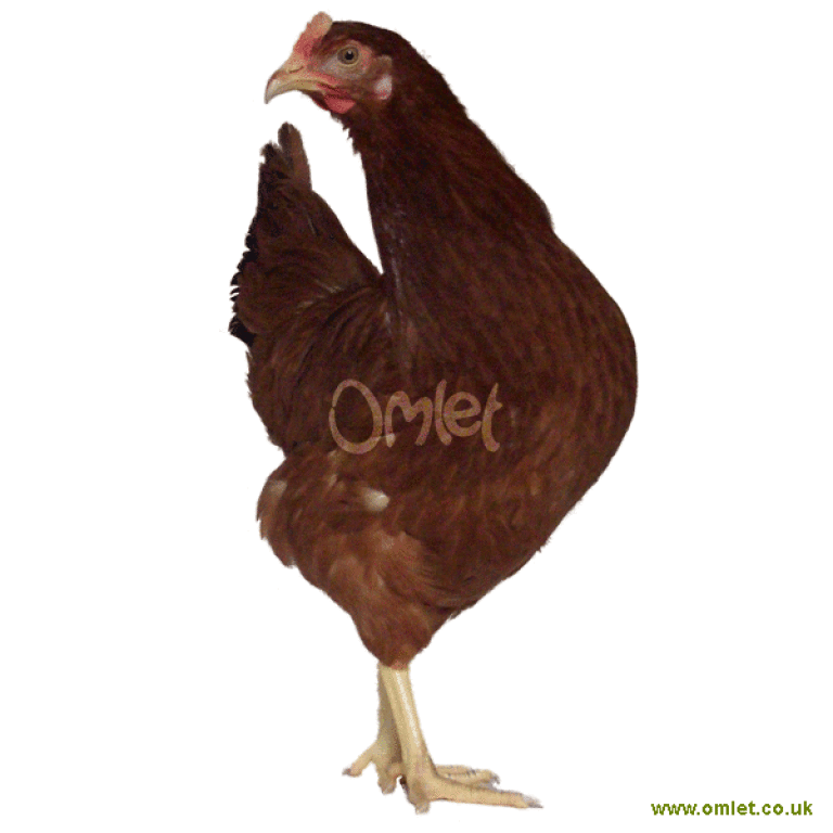 Gingernut Ranger Chickens | Gingernut Ranger For Sale | Chicken Breeds