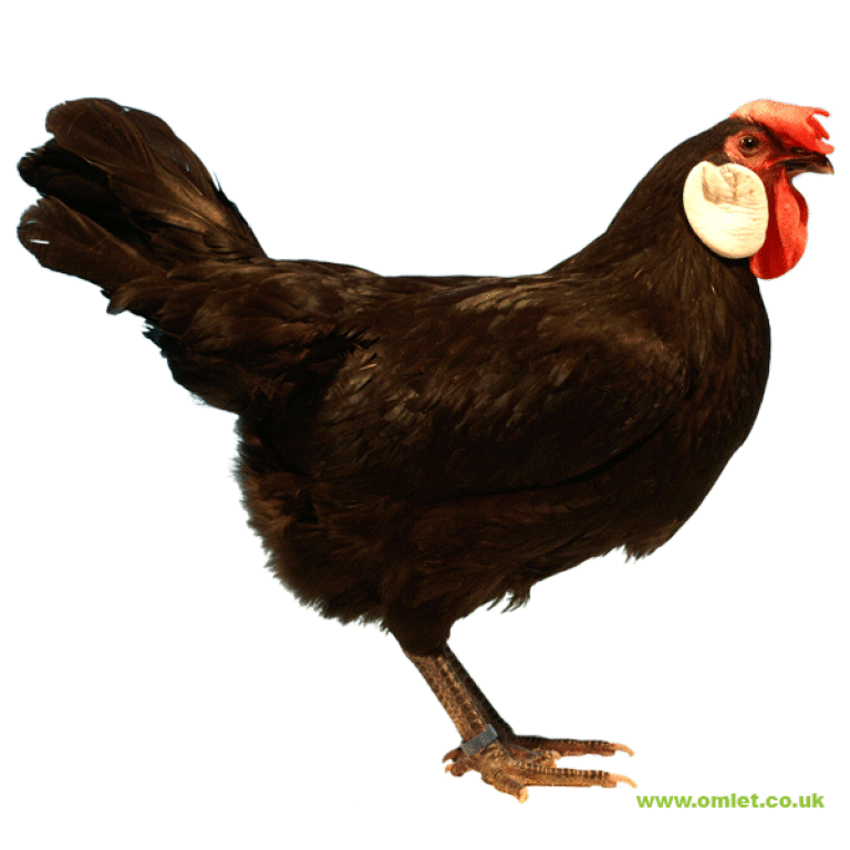 Minorca Chickens | Minorca For Sale | Chicken Breeds