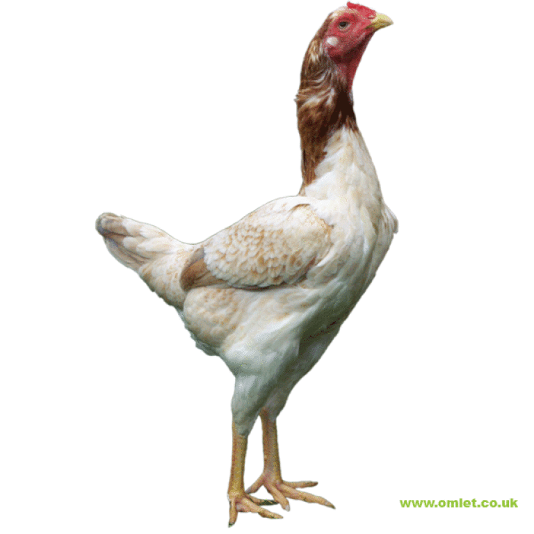 Malay Chickens | Malay For Sale | Chicken Breeds