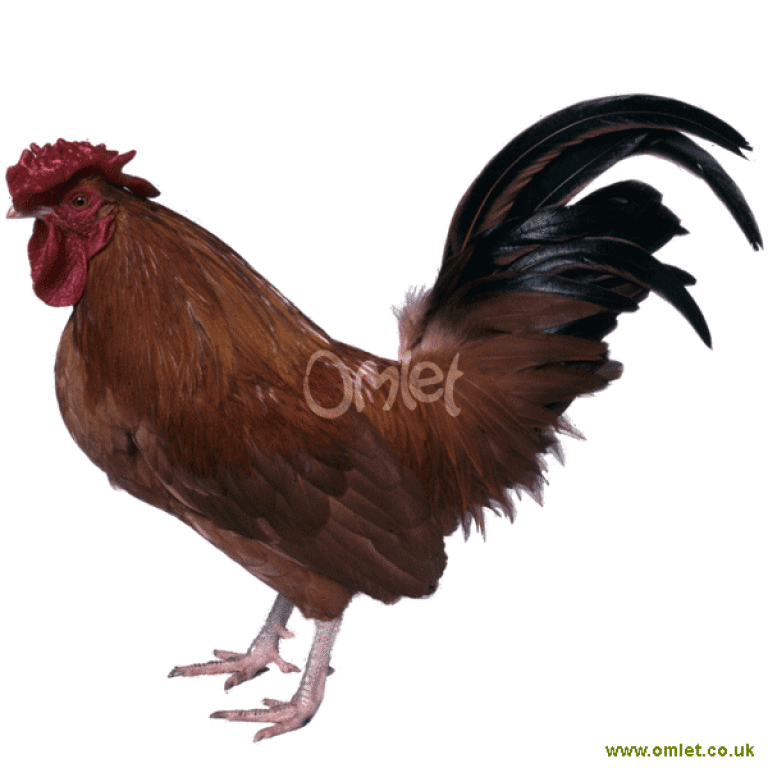 Nankin Chickens | Nankin For Sale | Chicken Breeds