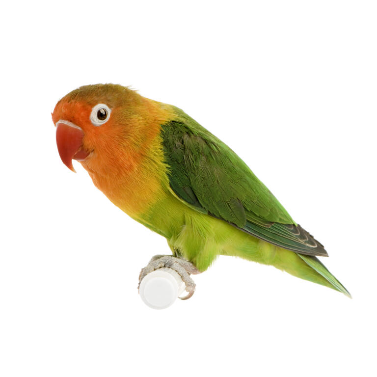 Peach Faced Parakeet