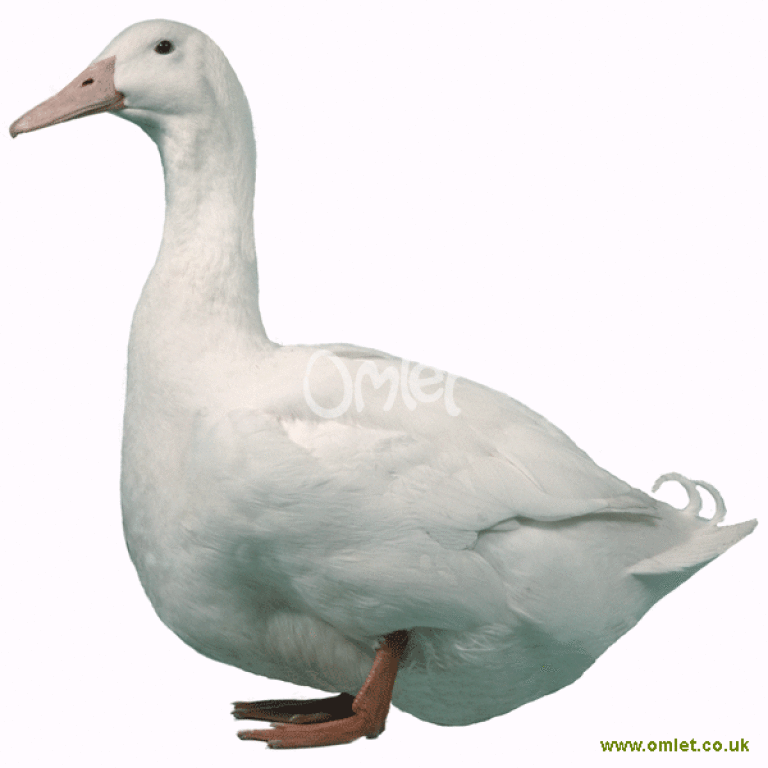 Aylesbury Ducks | Duck Breeds