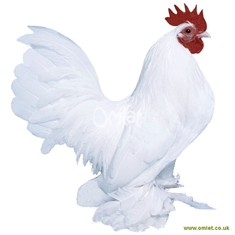 Booted Bantam Chickens | Booted Bantam For Sale | Chicken Breeds