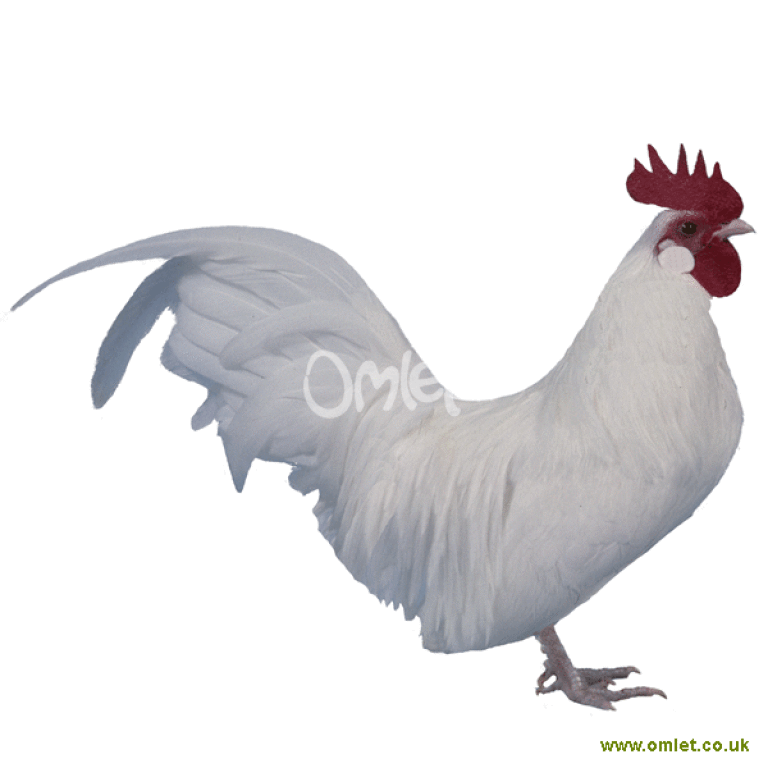 Dutch Bantam Chickens | Dutch Bantam For Sale | Chicken Breeds
