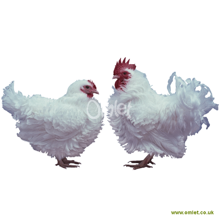 Frizzle Chickens | Frizzle For Sale | Chicken Breeds