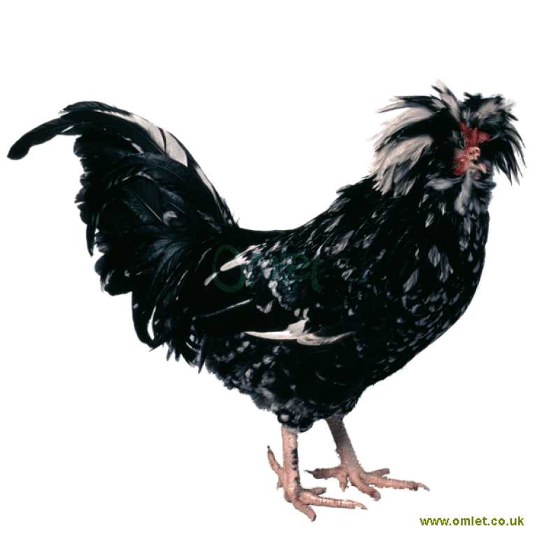 Houdan Chickens | Houdan For Sale | Chicken Breeds