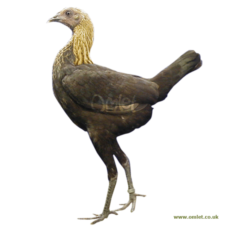 Modern Game Chickens | Modern Game For Sale | Chicken Breeds