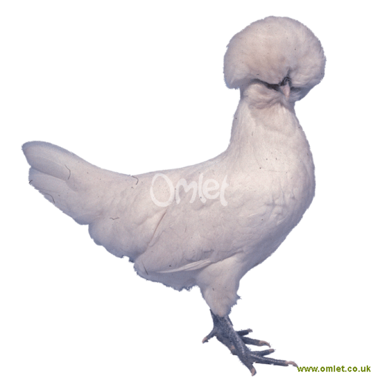 Polish Chickens | Polish For Sale | Chicken Breeds