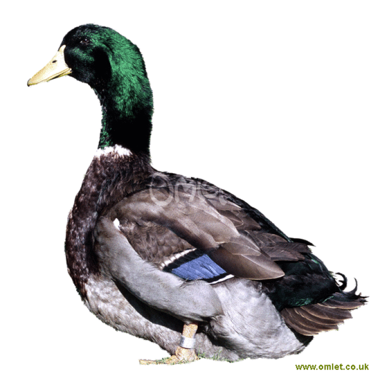 Rouen Ducks | Duck Breeds