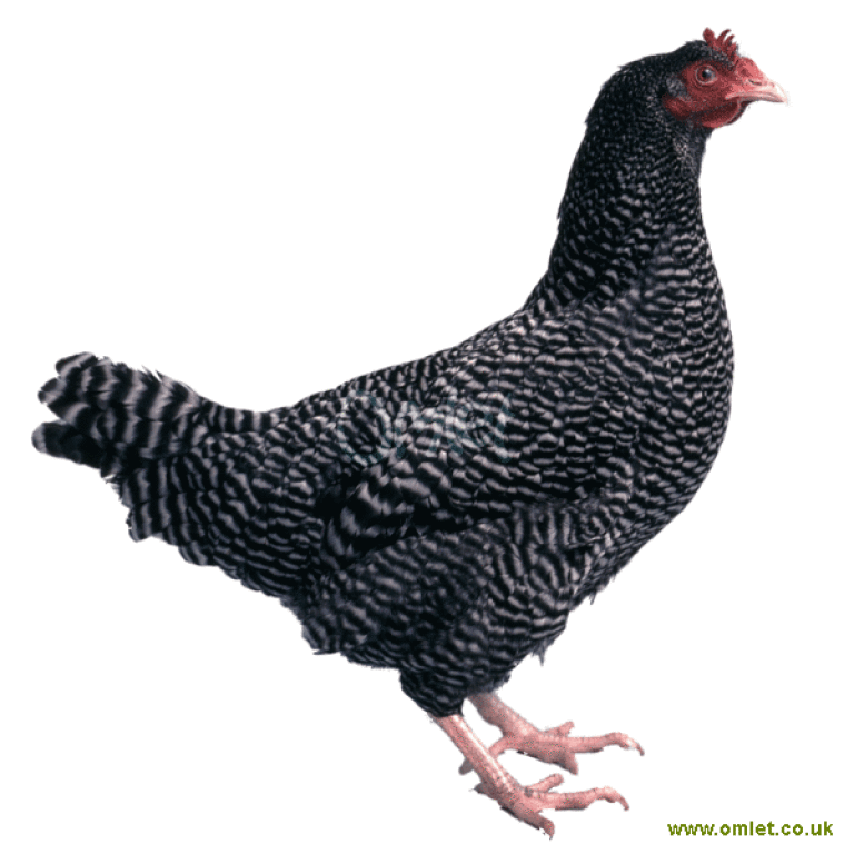 Scots Grey Chickens | Scots Grey For Sale | Chicken Breeds