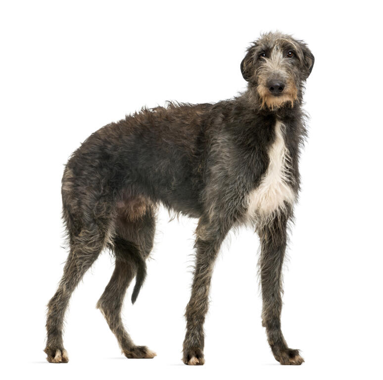 Scottish Deerhound | Dogs | Breed Information | Omlet