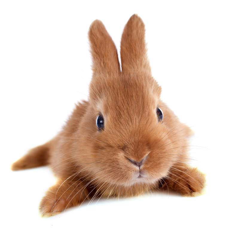 Fauve de Bourgogne Rabbits | Fauve de Bourgogne For Sale