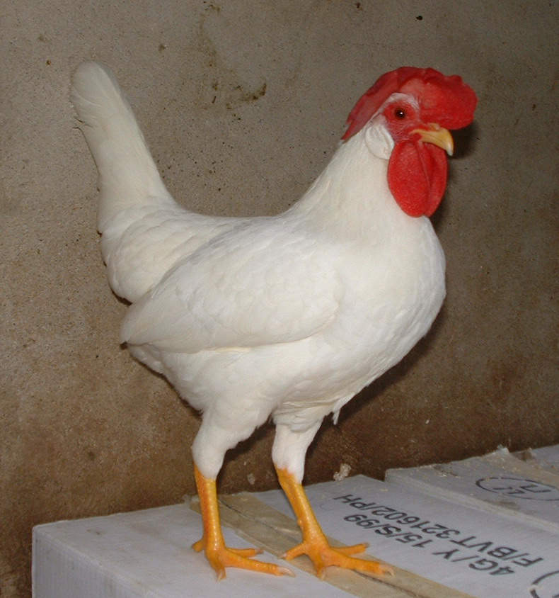 Leghorn For Sale | Chickens | Breed Information | Omlet
