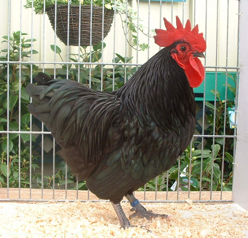 Australorps Chickens | Australorps For Sale