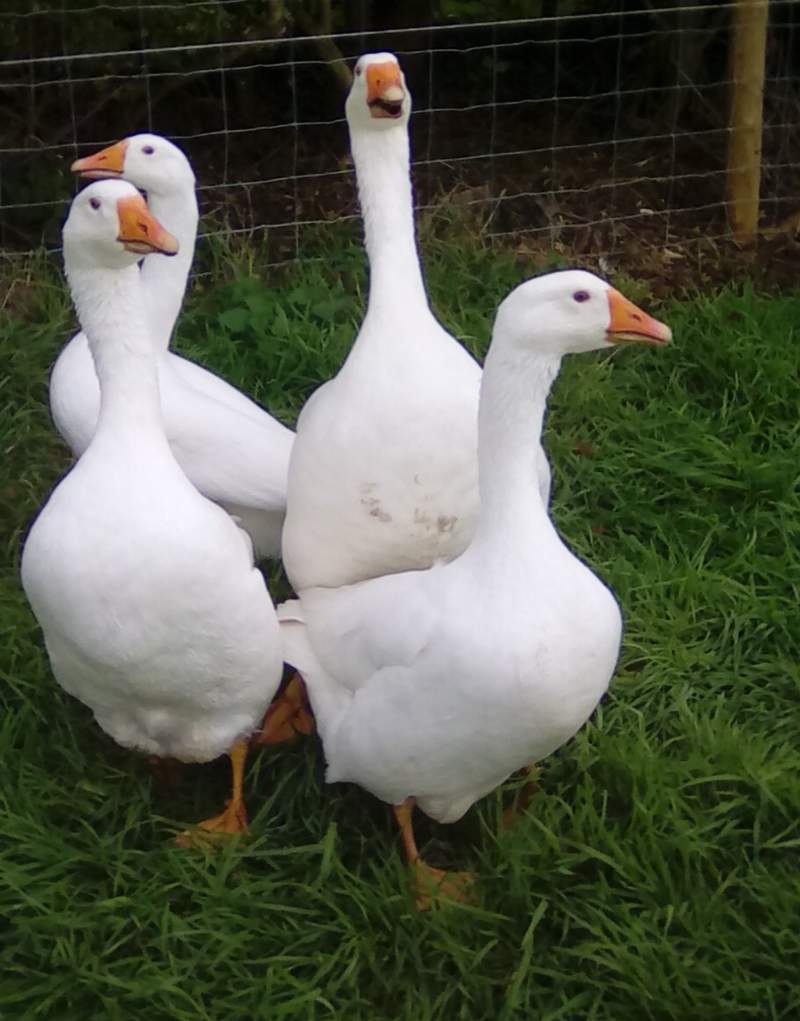 Embden Geese | Embden For Sale