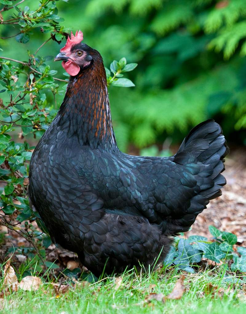 Sussex For Sale | Chickens | Breed Information | Omlet