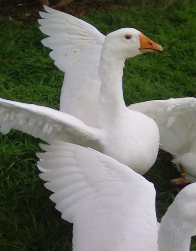 Embden Geese | Embden For Sale