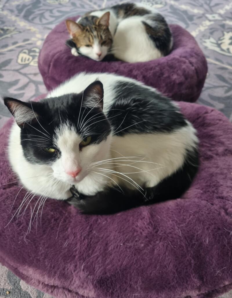 Verified Reviews for Maya Donut Cat Bed - Fig Purple | Omlet