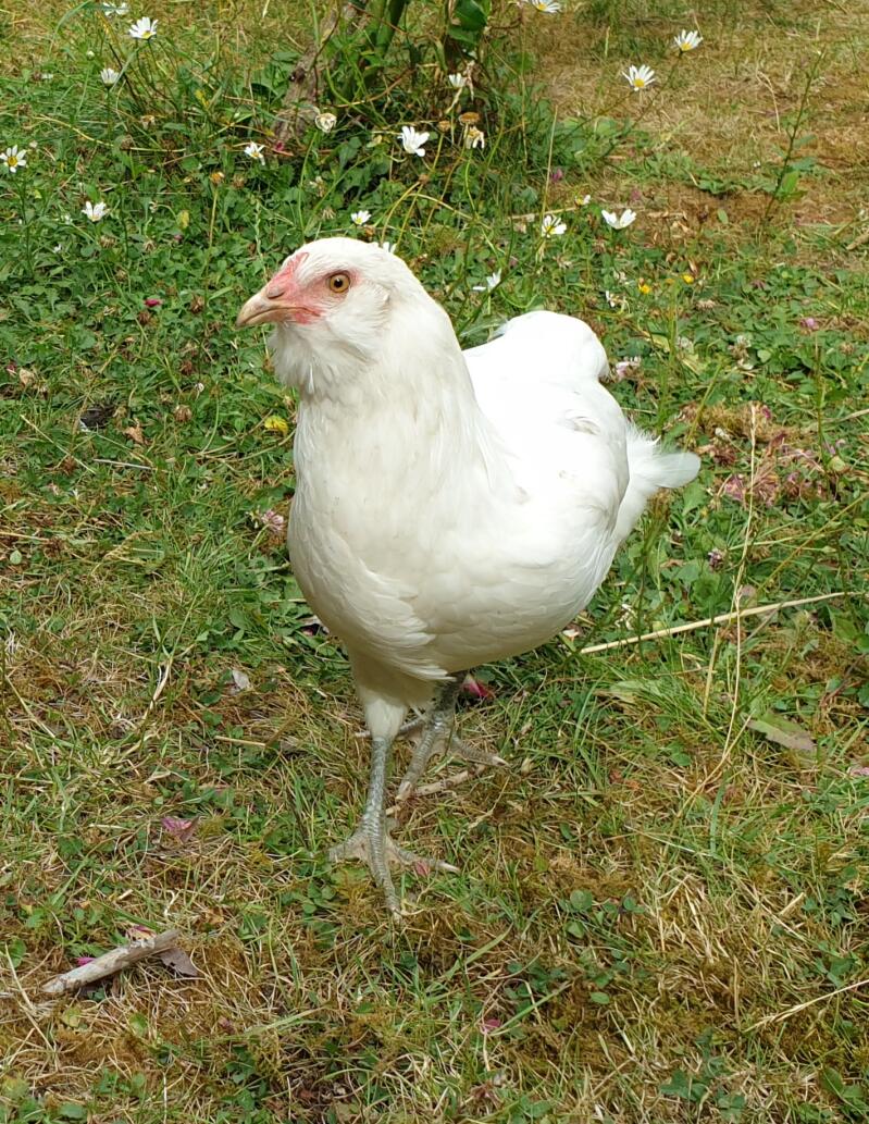Araucana Chickens | Araucana For Sale