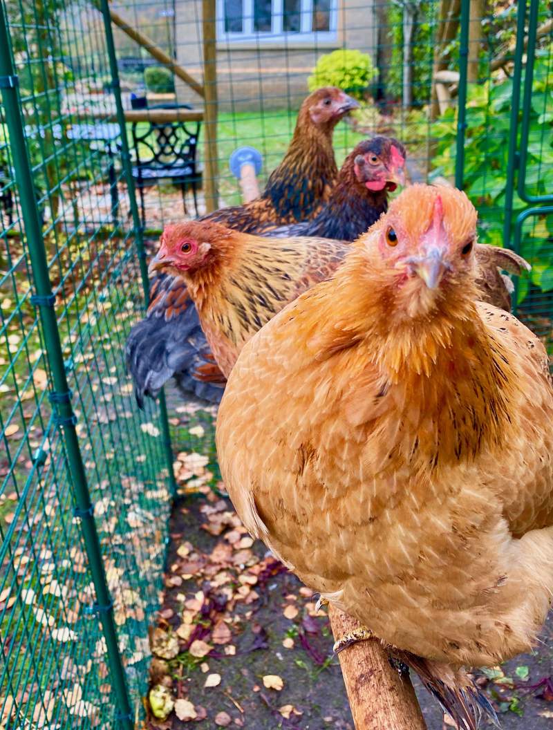Omlet | The Omlet Chicken Perch | Chicken Coops, Chicken Runs, Chicken ...