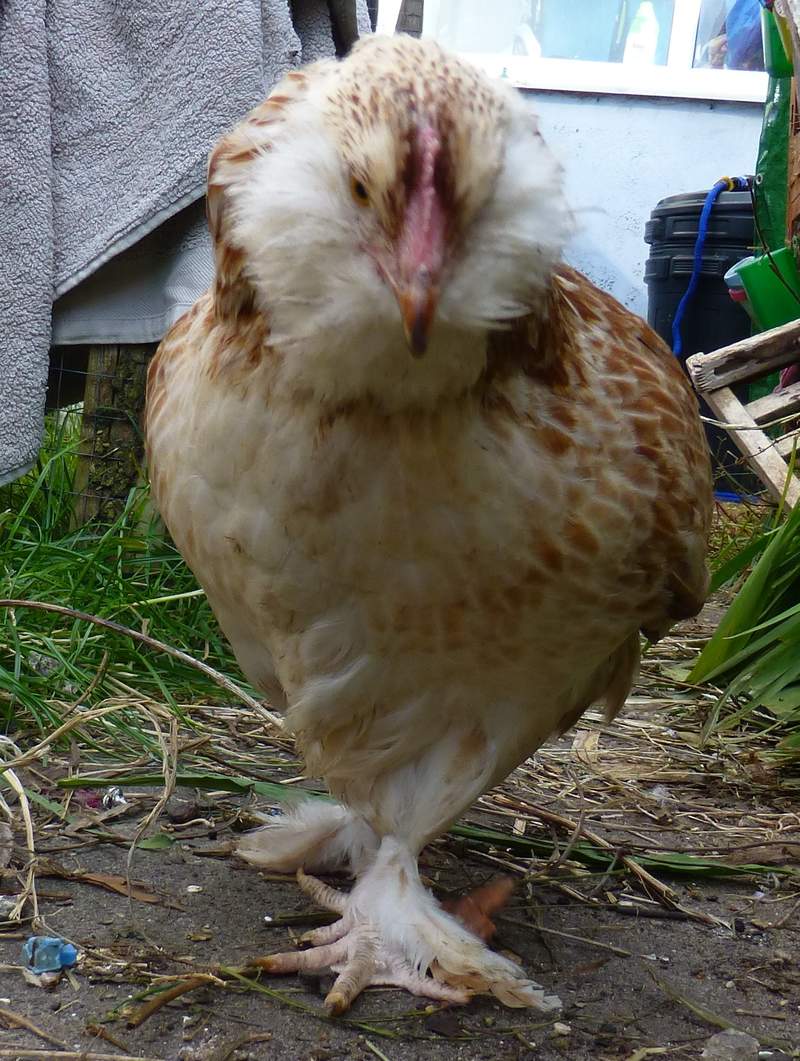 Faverolle Chickens | Faverolle For Sale
