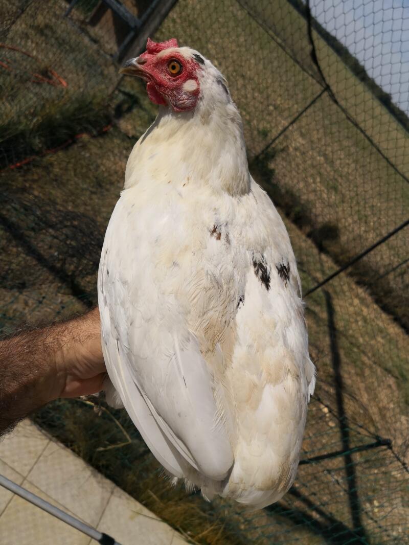 Araucana Chickens | Araucana For Sale
