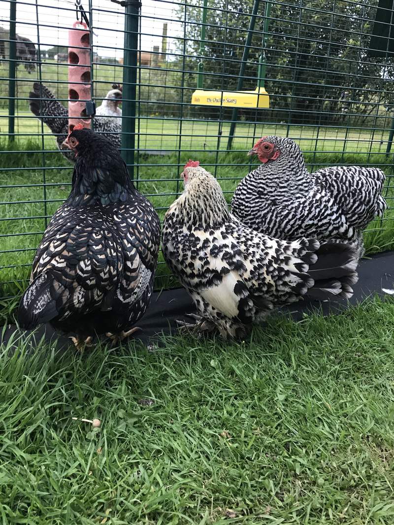 Barnevelder For Sale | Chickens | Breed Information | Omlet