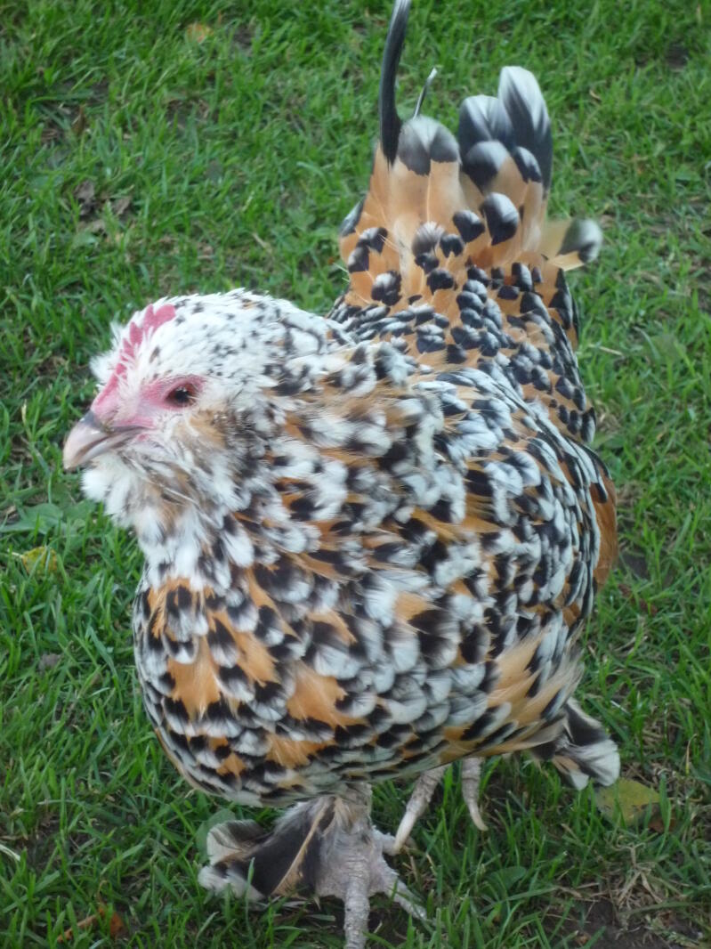 Booted Bantam For Sale | Chickens | Breed Information | Omlet