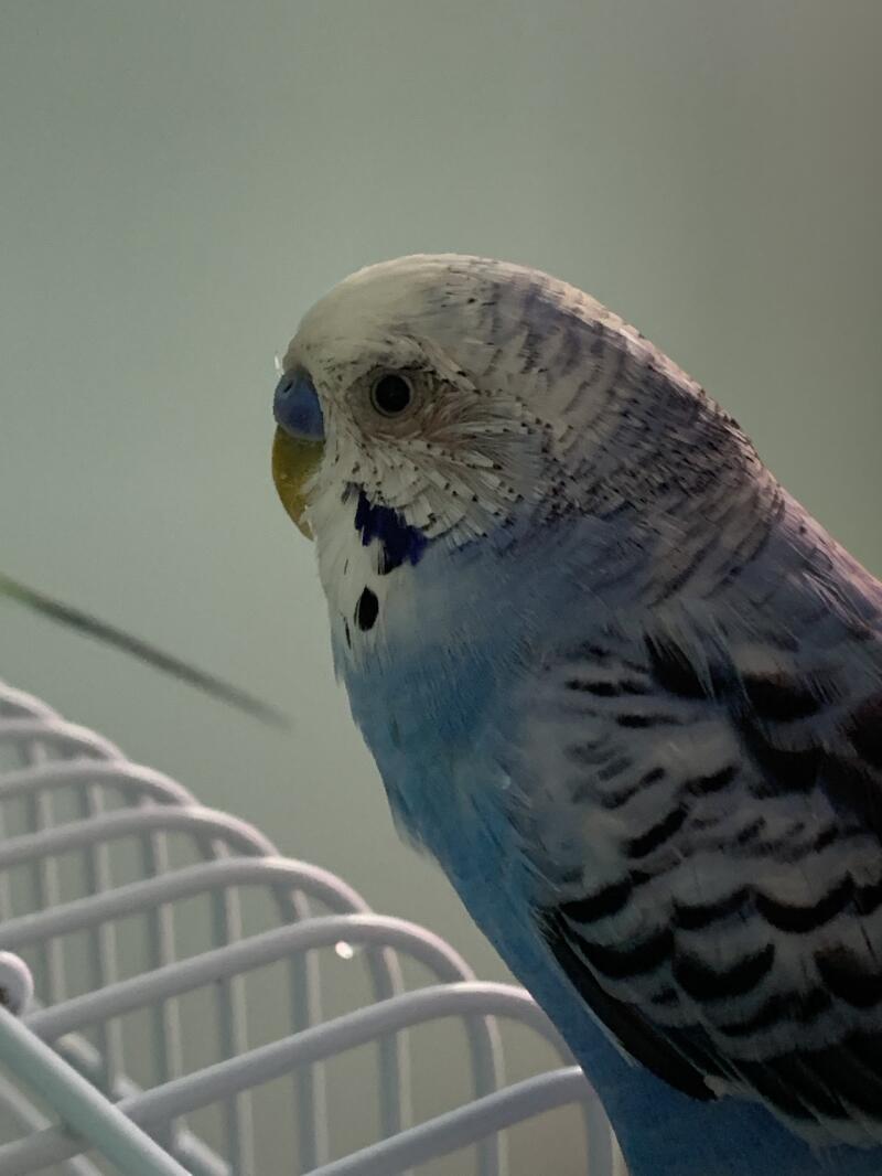 Introduction To Budgies | Budgies | Guide | Omlet UK