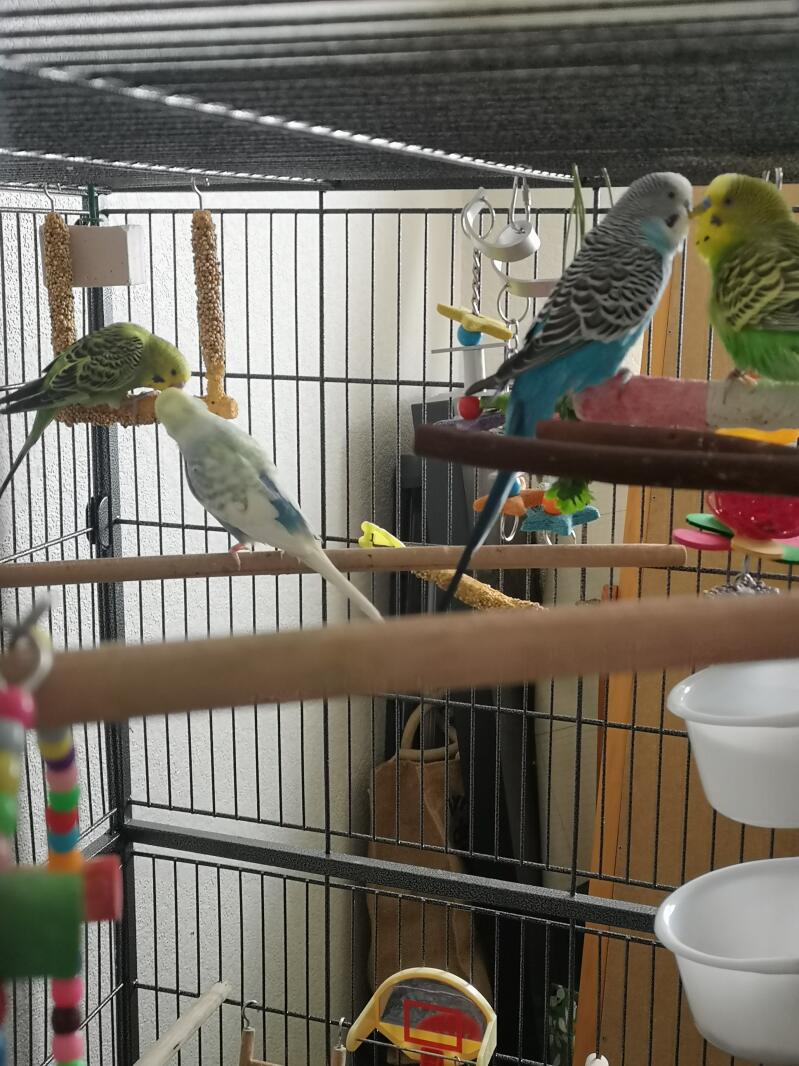 Introduction To Budgies | Budgies | Guide | Omlet UK