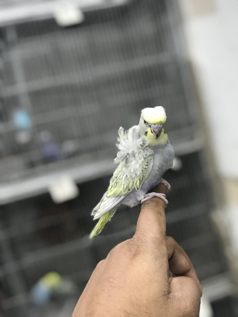 Introduction To Budgies | Budgies | Guide | Omlet UK