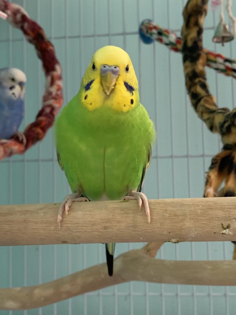 Introduction To Budgies | Budgies | Guide | Omlet UK