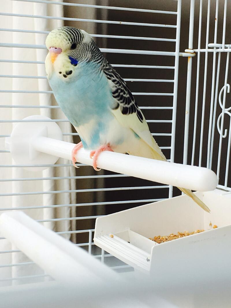 Budgie Colour Types | Varieties and Types | Budgies | Guide | Omlet UK