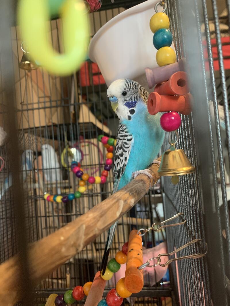 Budgie Varieties | Varieties and Types | Budgies | Guide | Omlet UK