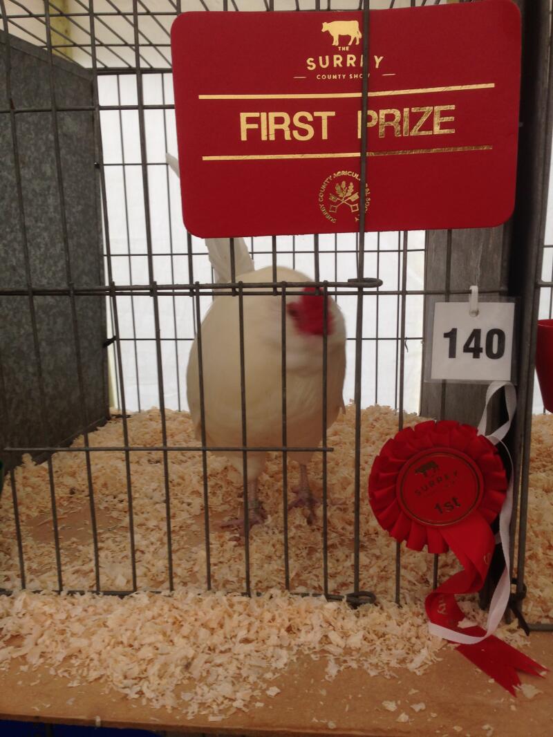 Preparing Your Chicken For A Show | Show Chickens | Chickens | Guide