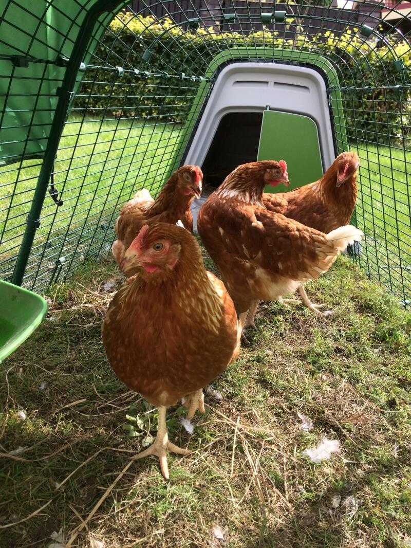 Chickens Guide Omlet Uk