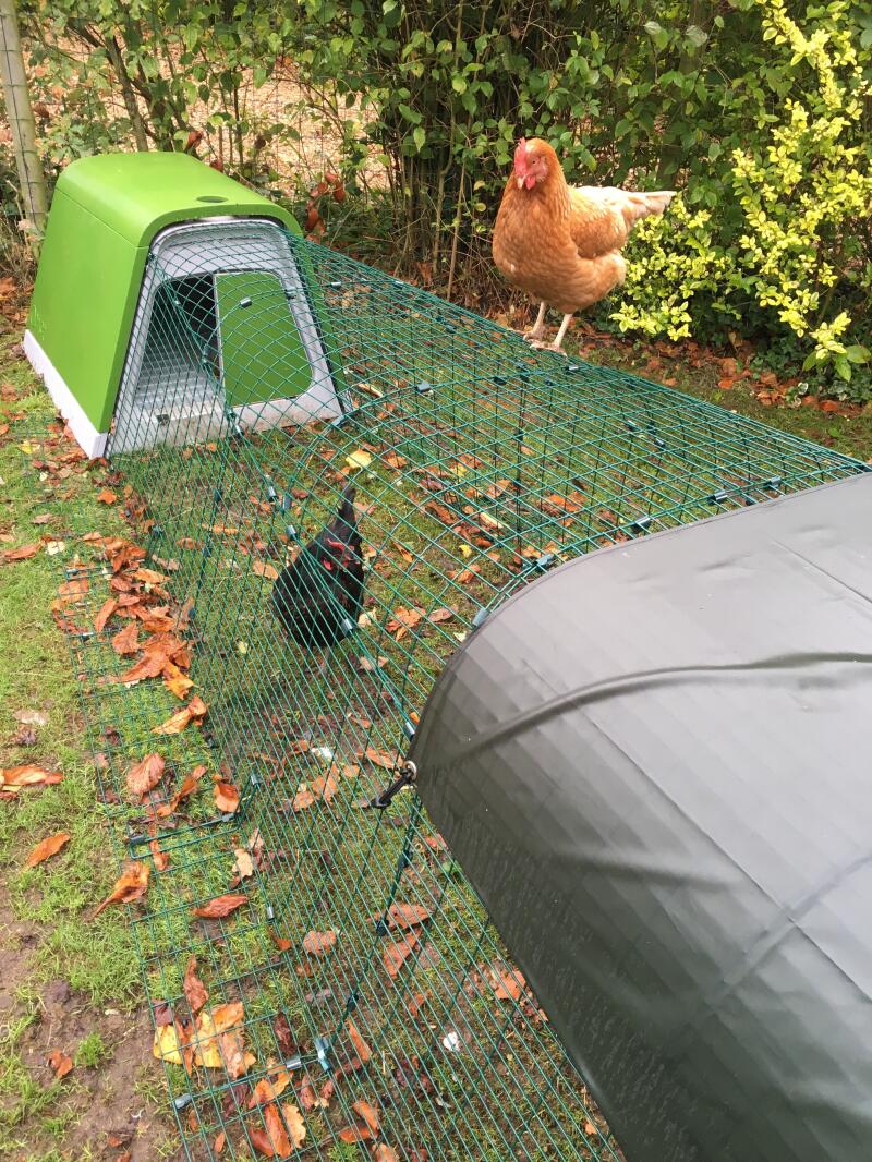 Eglu Go Chicken Coop | Plastic Chicken House for 2-4 Birds | Chicken ...