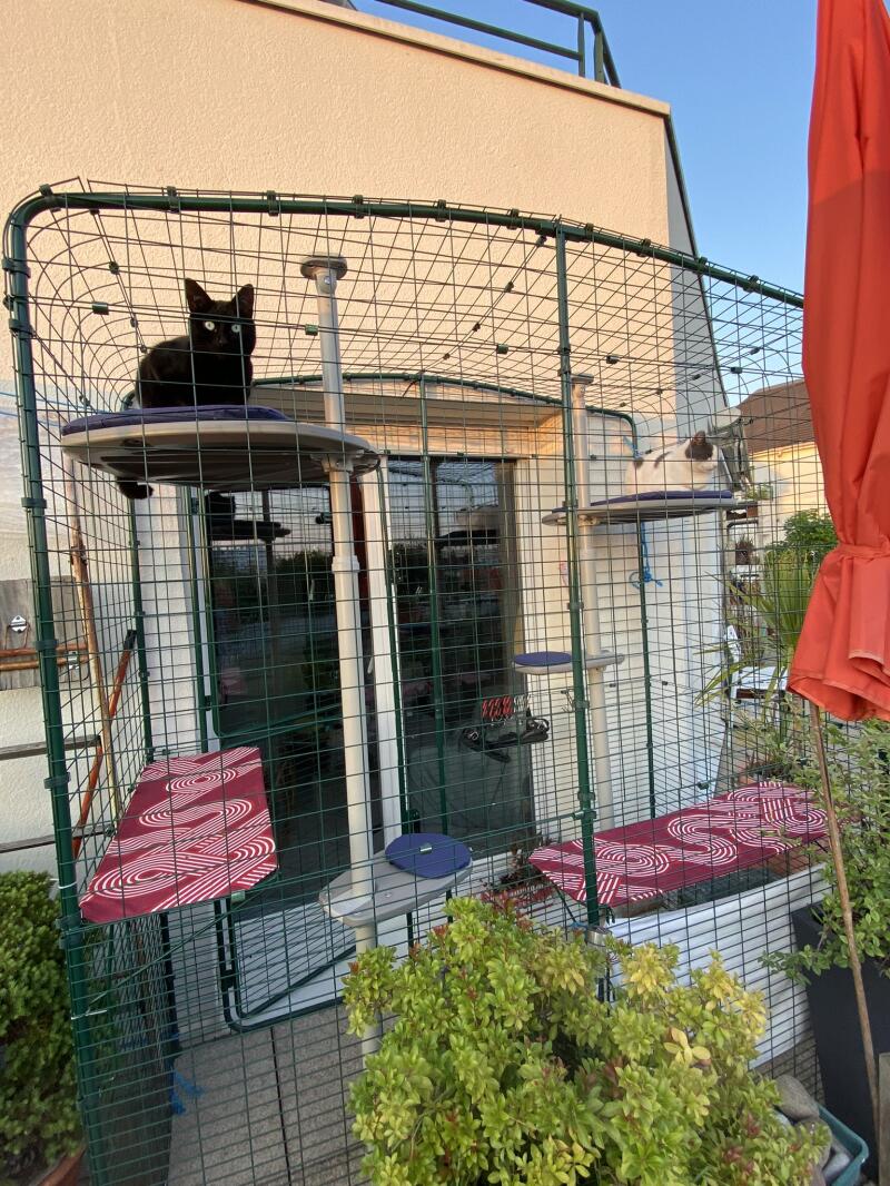 Cat Balcony Enclosure | The Ultimate Urban Cat Run | Omlet