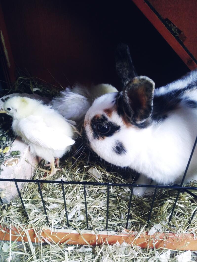 English Rabbits | English For Sale
