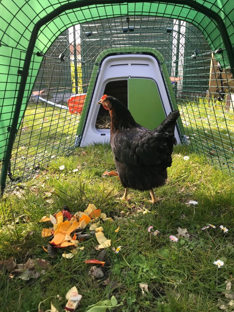 Eglu Go Chicken Coop | Plastic Chicken House for 2-4 Birds | Chicken ...