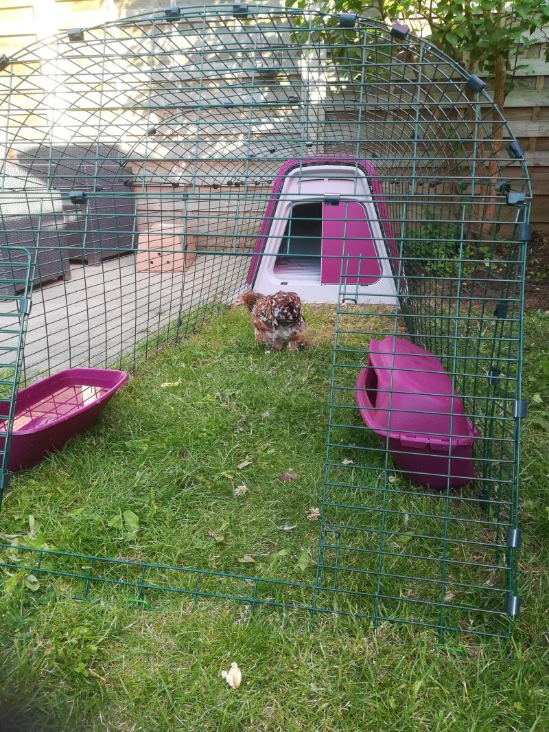 Eglu Go Chicken Coop | Plastic Chicken House for 2-4 Birds | Chicken ...
